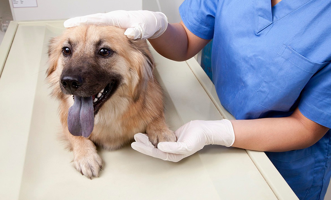 Port St Lucie, FL 34986 Veterinary Services | Kelly's Animal Hospital